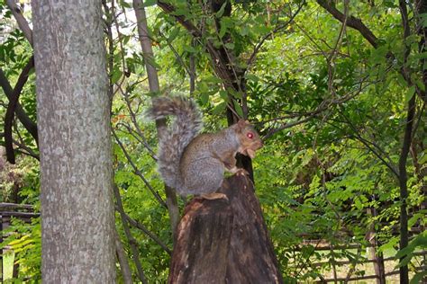 A Not So Shy Squirrel Stuffing His Face Rpics