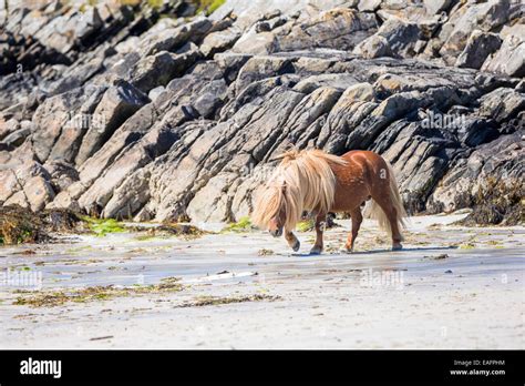 Shetland Pony Chestnut Stallion Walking Beach Burra Shetlands Stock