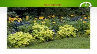 Adaptive And Protective Tissue System In Plants Pdf