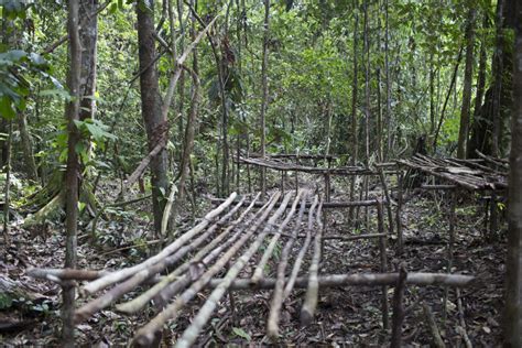 Alerta en el Yasuní tala ilegal amenaza el territorio de pueblos
