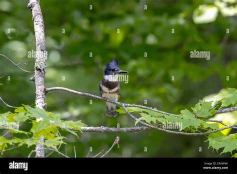 The Belted Kingfisher Megaceryle Alcyon Migration Bird Native To