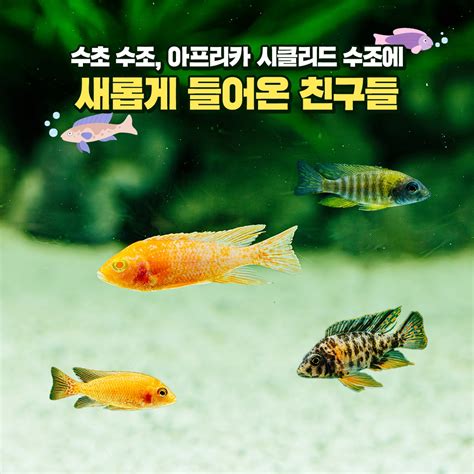 롯데월드 아쿠아리움 아쿠아리움에 새로 들어온 물고기가 있다던데 롯데월드 아쿠아리움에 수초 수조와