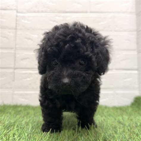 トイプードルトイの詳細情報 新潟県2024年1月7日生まれ男の子ブラックの子犬 子犬・子猫探しなら【petmi】