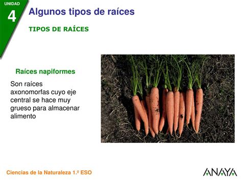 PPT PARTES DE UNA RAÍZ PowerPoint Presentation free download ID