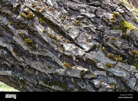 Structure Bark Of An Old Tree Stock Photo Alamy