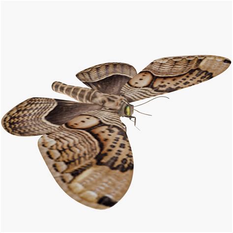 3d Owl Moth Model Turbosquid 2012517