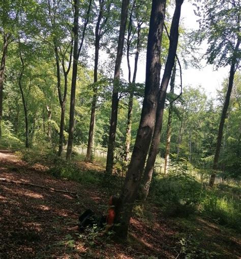 Gary Evans On Linkedin Greenspace Forestbathing Shinrinyoku