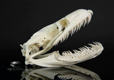 This Item Is Unavailable Etsy Animal Skulls Moray Eel Skull