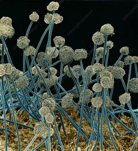 Aspergillus Mycelium