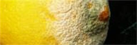 Mold Vs Yeast Difference And Comparison Diffen