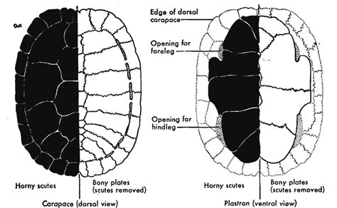 Class Reptilia Turtles Biology Ease