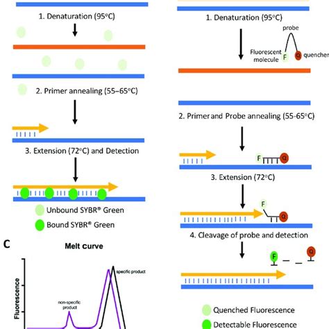 Schematic Comparing Rt Pcr Qpcr And Rt Qpcr A Rt Pcr Workflow Rna My