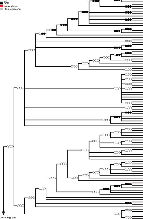 Fig S4b Ancestral State Reconstructions Of Photosynthetic Pathway
