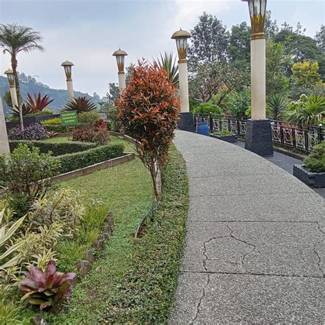 The Litle Road Tree Red Grass Geen And Tree Leaves Red And Green Also