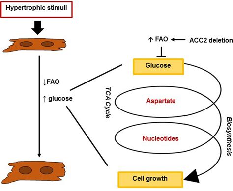 Aspartate