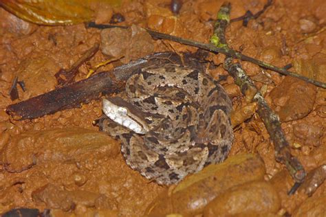 Difference Between Boelens Python And Dalbertis Python Rsnakes