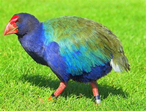 Recently Extinct Birds