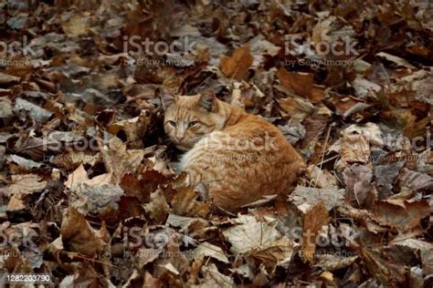 다채로운 낙엽에 가을 공원에서 웅크리고 누워 귀여운 생강 고양이 가을에 대한 스톡 사진 및 기타 이미지 가을 가을 단풍 가축 Istock