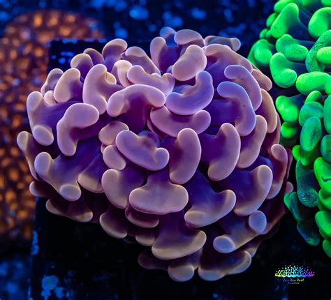 Buy Ultra Hammer Coral Online Australia Get High Quality Corals For