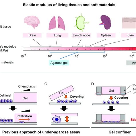 Experimental Approaches To Study Cellular Migration Under Confinement Download Scientific