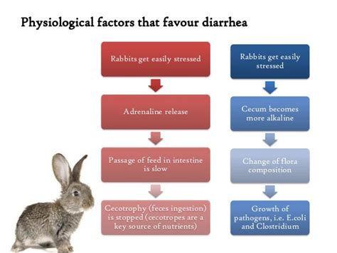 Summary Of Post Weaning Digestive Diseases In Rabbits