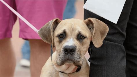 Humane Society Of Southwest Washington To Host Furry Sleepover During Winter Storm