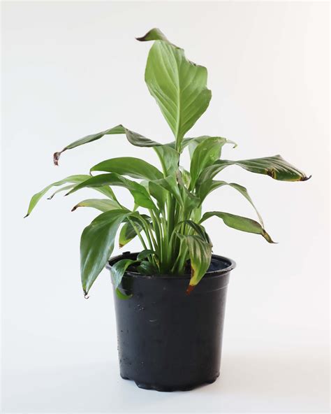 Spathiphyllum Cuna De Moisés Casakarü