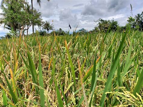 Rice Plant Almost Harvest Stock Image Image Of Pasture 259850199