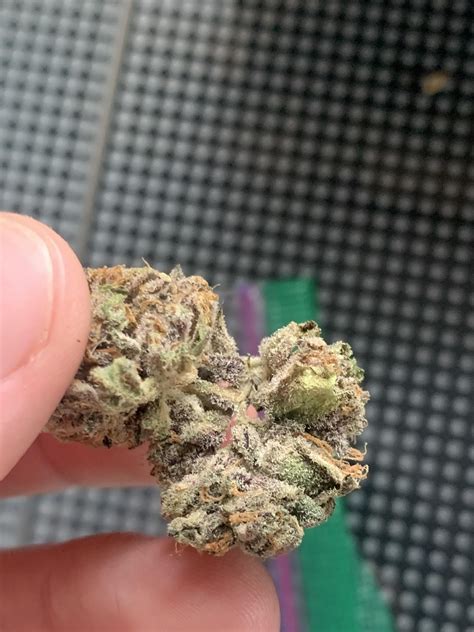 Helpppp I Went Down A Bud Rot Mildew Rabbit Hole On The Interweb Last Night And Now Im