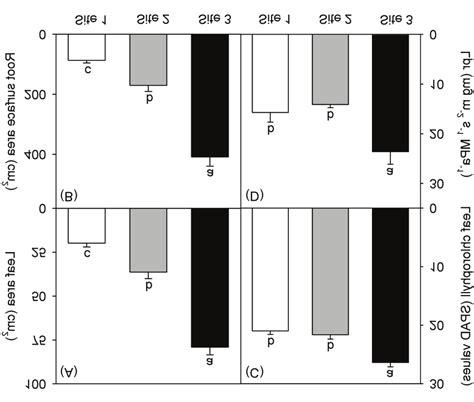 Total Leaf Area Per Plant A Total Root Surface Area Per Plant B