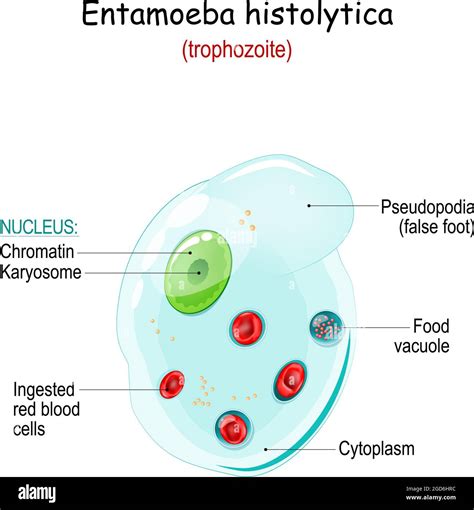 Entamoeba Histolytica Cyst With Label