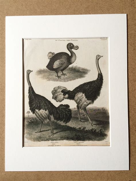 1819 Original Antique Engraving Ornithology Dodo And Ostrich