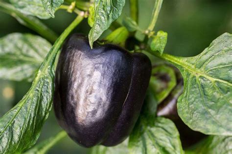 Why Are My Peppers Turning Black The Answer May Surprise You Aker
