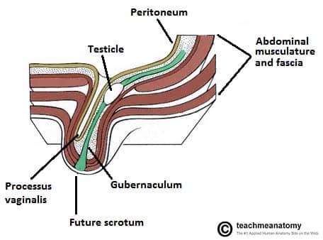 Gubernaculum Testis Is Made Up Of