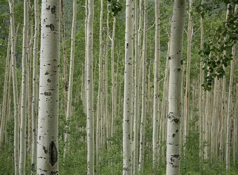 Aspen Trees Wall Mural And Removable Wall Decal