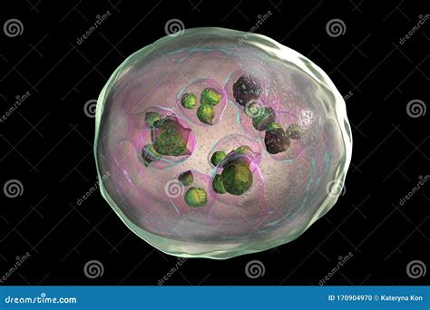 Hydatid Cyst Of Echinococcus Granulosus Stock Illustration