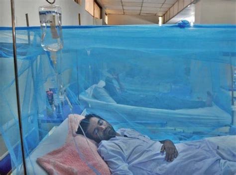 181 New Dengue Cases Reported In Parts Of Punjab Thepenpk