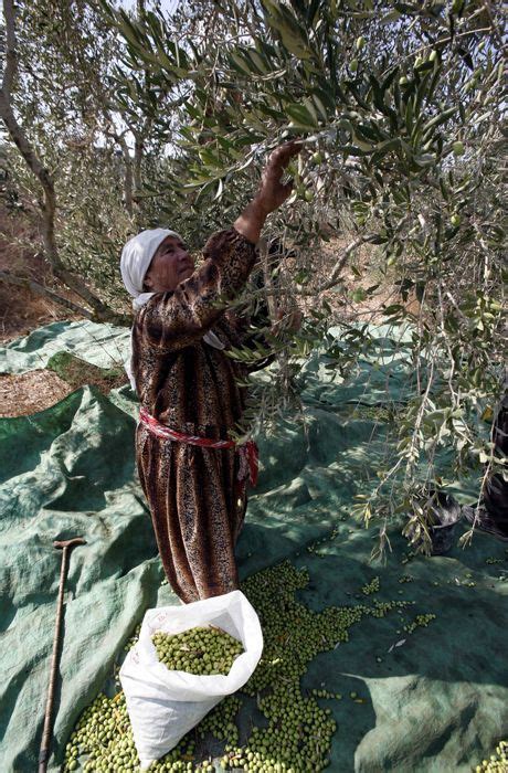 13 Best Olive Trees Of Palestines Images Palestine Olive Tree