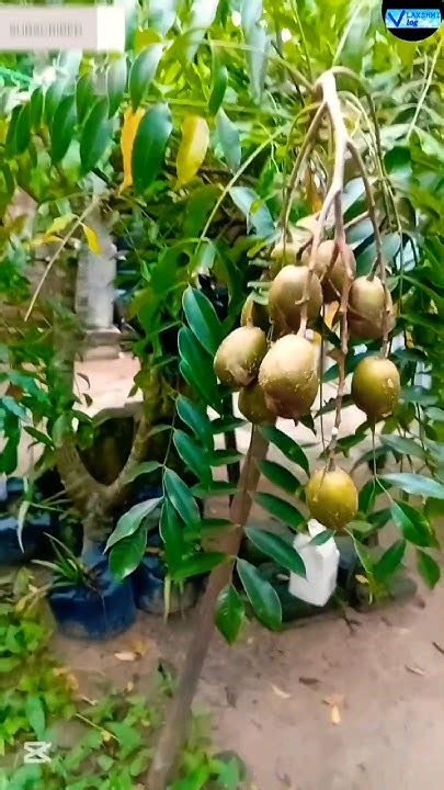 Nature Beauty Our Garden Amberella Tree And Amberella Vlaxshmivlog