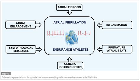 Endurance Exercise And Atrial Fibrillation A State Of The Art Review