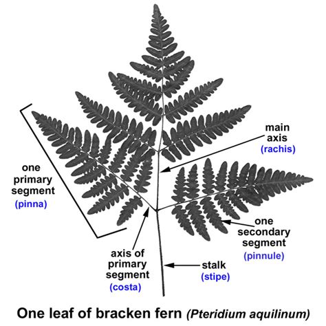 Fern Morphology Terms