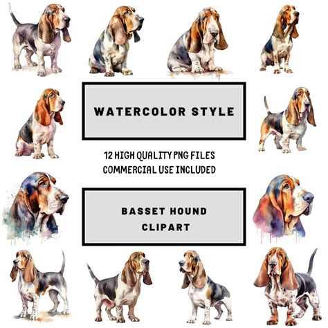 Basset Hound Watercolor Clipart Basset Hound Dog Clipart Digital