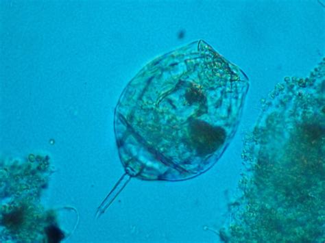 Monostyla
