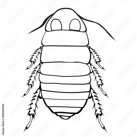 Black And White Drawing Of A Bold Cockroach For Coloring Insect For Coloring Book Vector