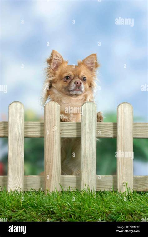 Chihuahua Long Haired Looking Over The Garden Fence Stock Photo Alamy