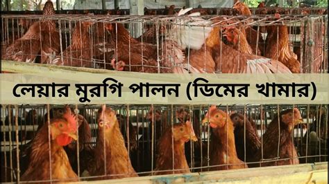 লেয়ার মুরগি পালন Layer Chicken Farming Poultry Farm ডিমের খামার