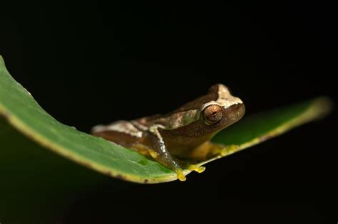 Elegante Rana Arborícola Del Bosque Dendropsophus Elegans Fotografiada
