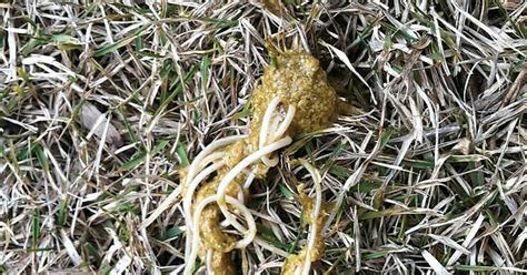 Got A Lab Puppy And He Was Diagnosed With Hook Worms His Medicine Is