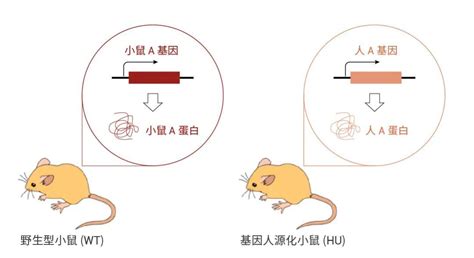 深度解析肿瘤模型 二medchemexpress 知乎