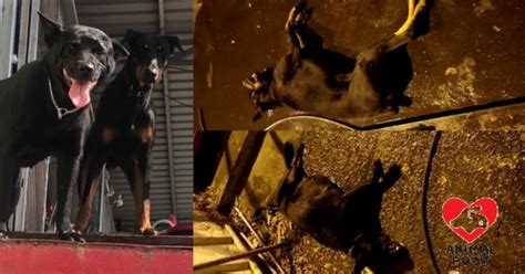 香港動物政策網誌 流浮山兩貨倉五隻狗狗被毒死 受害大肚狗女原定兩天後生狗b